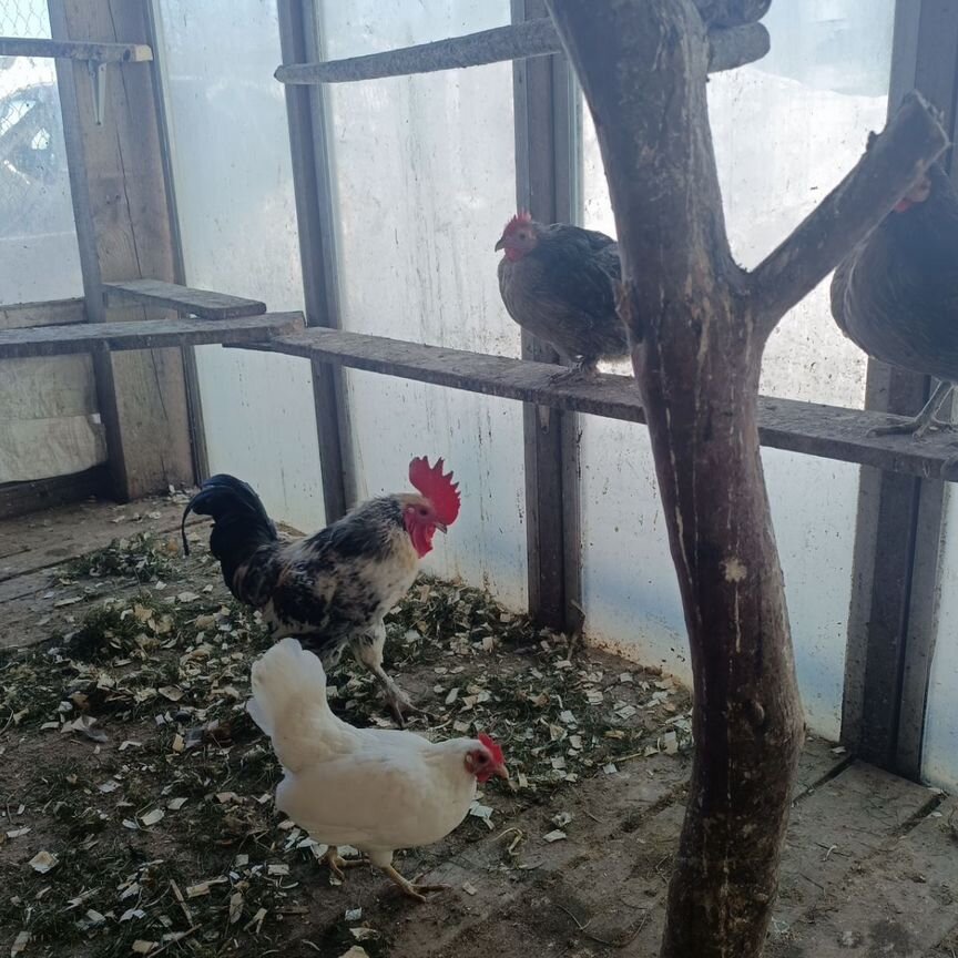 Куры Бентамки