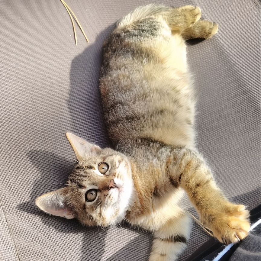 Котёнок