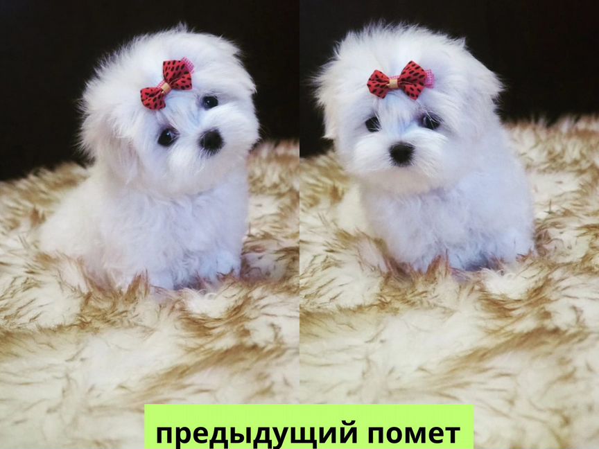 Мальтезе/Мальтийская болонка/Корея
