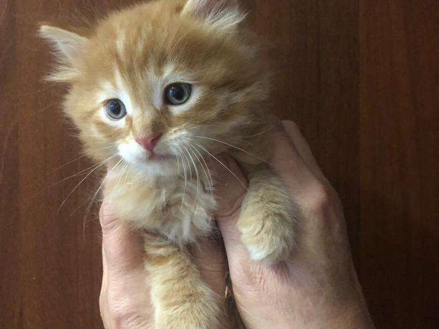 Котята в добрые руки, девочки 1,5мес