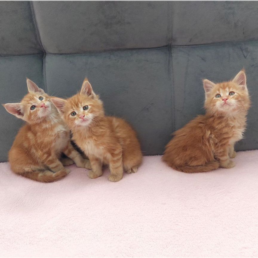 Котята мейн-кун