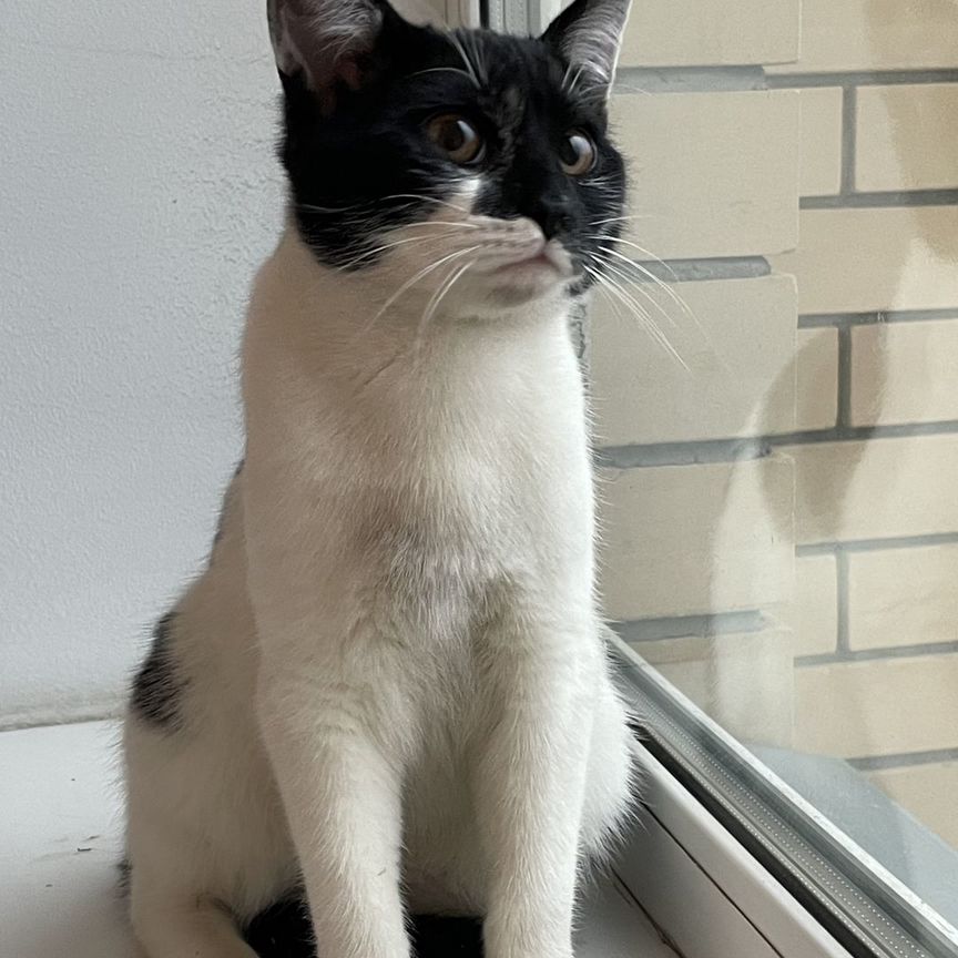 Шурик ищет дом