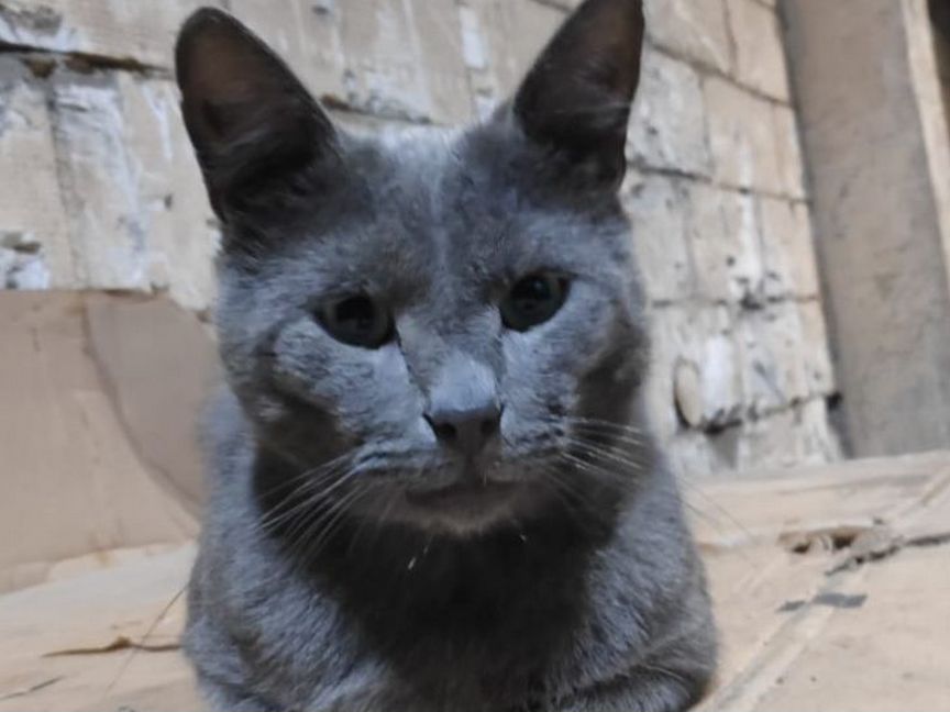 Русский голубой кот нуждается в доме