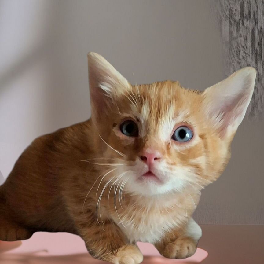 Котенок рыженький