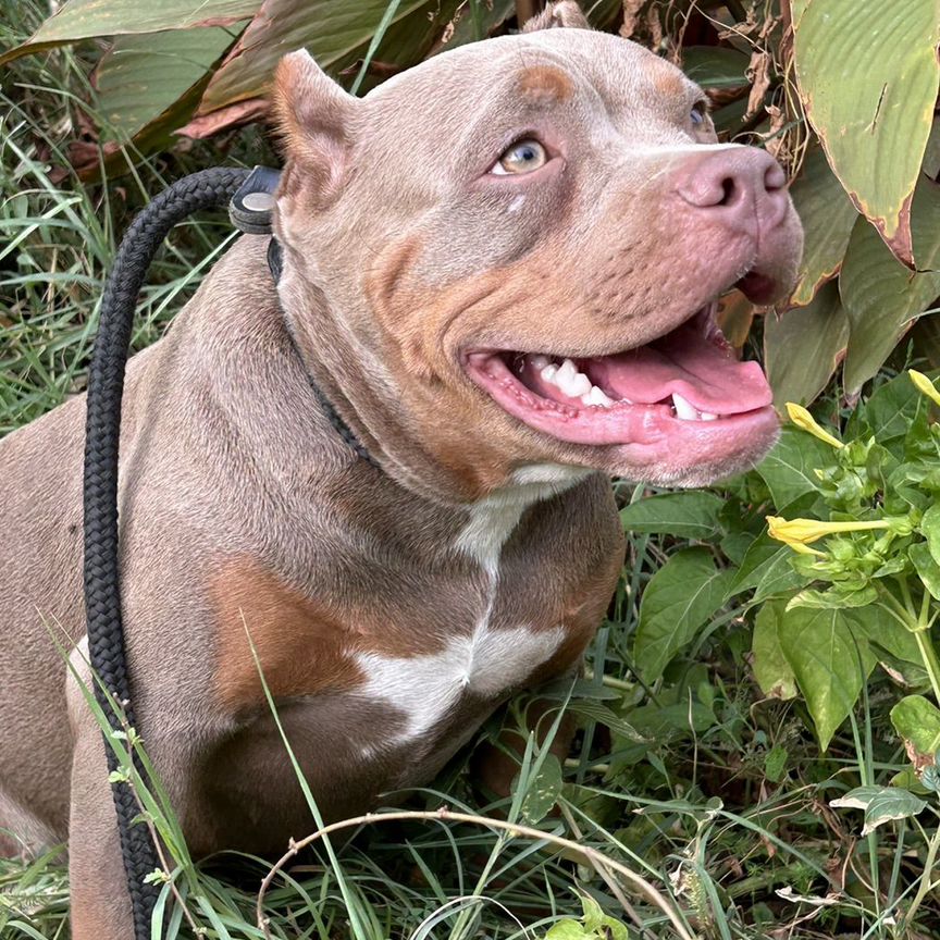 Лиловая американская булочка