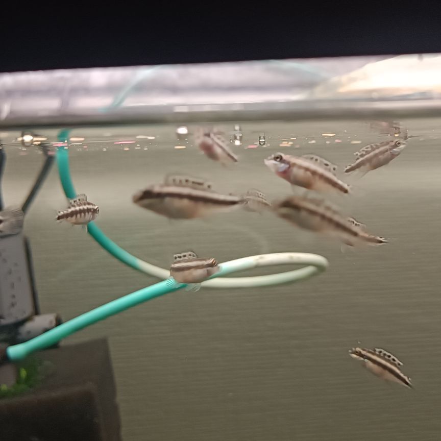 Рыбки попугайчики Пульвикохромис