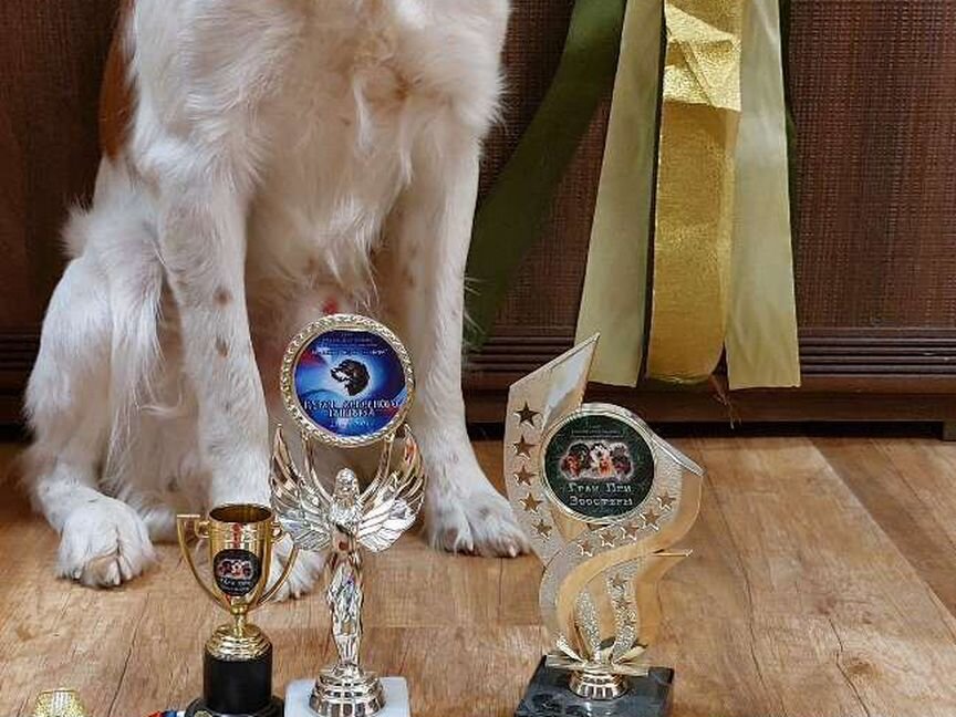 Кобель для вязки Бретонский эпаньоль