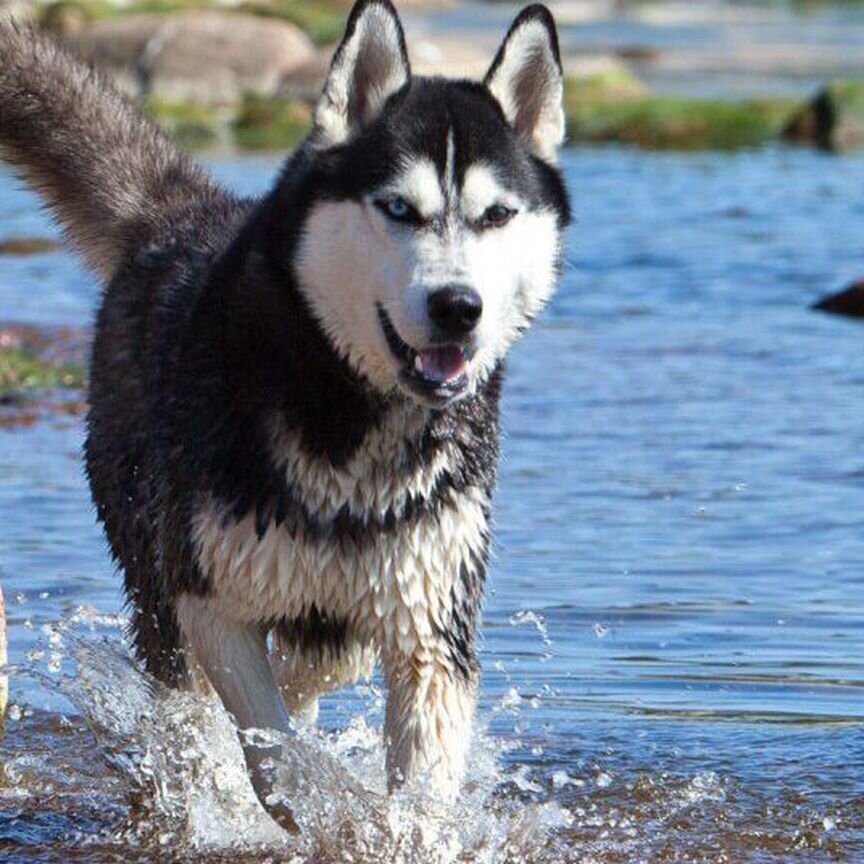 Сибирский хаски