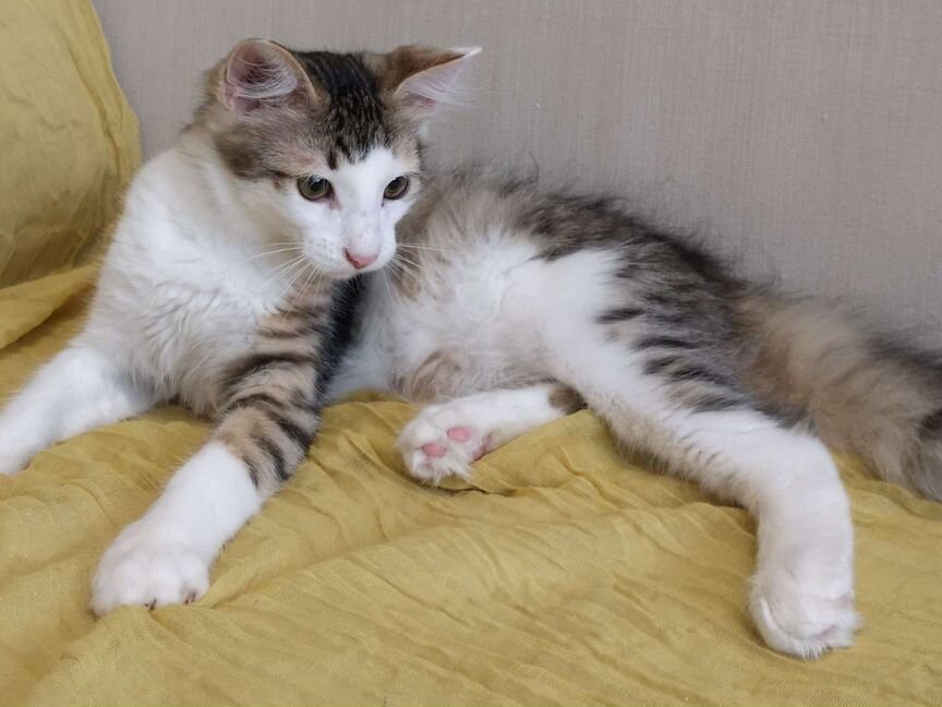Котенок Толстолапик