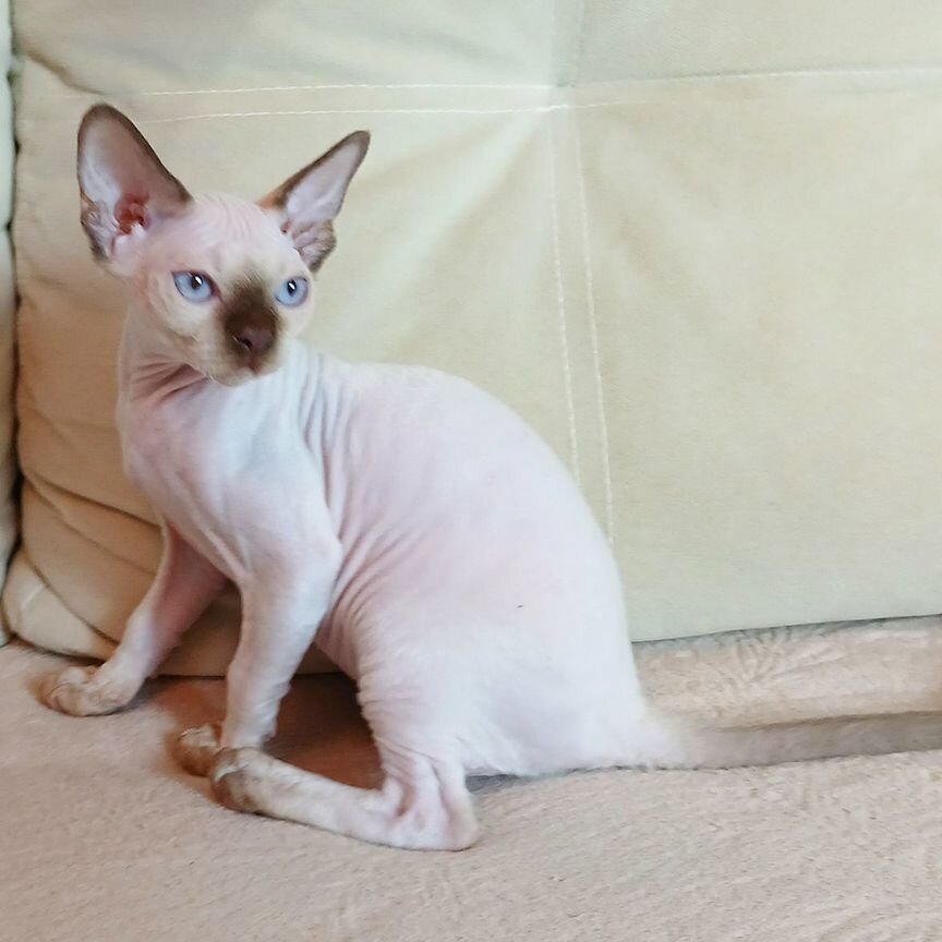 Девон-рекс котёнок