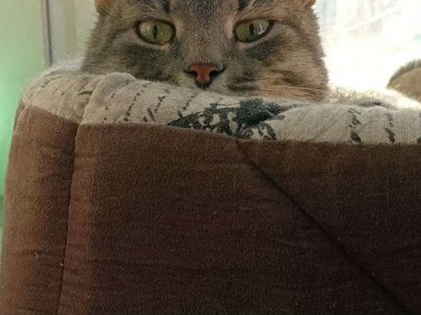 Кот Шерхан