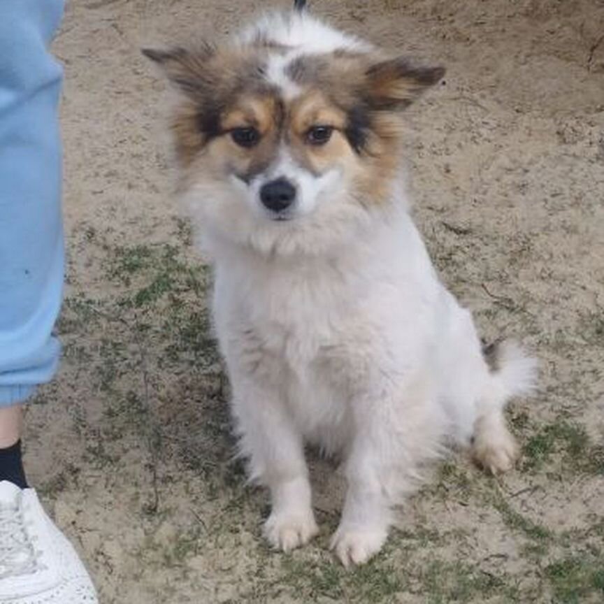 Взрослая собака в добрые руки