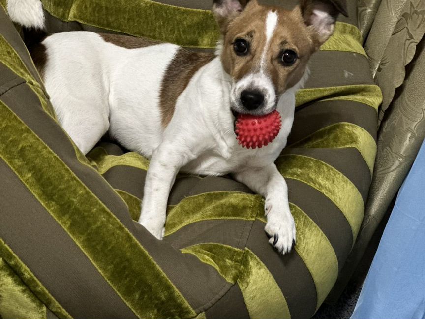 Отдам в добрые руки