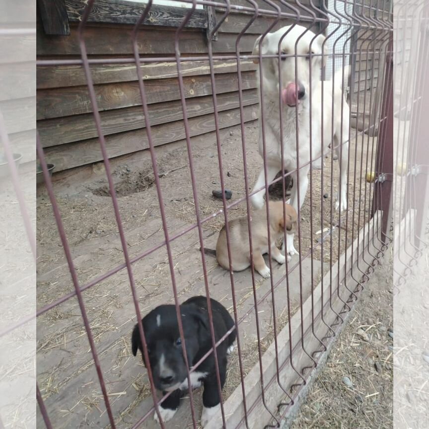 Щенок в добрые руки