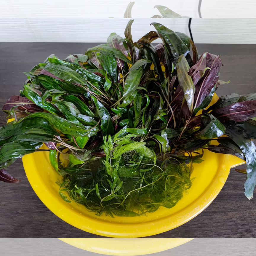 Аквариумные растения (прополка)обмен на рыбок