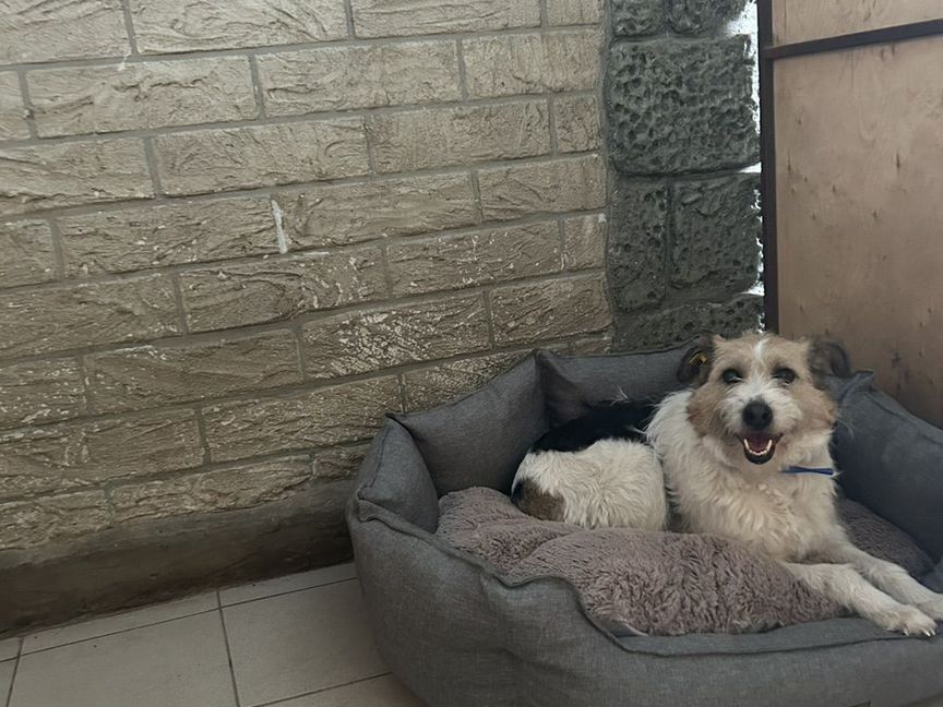 Собака в добрые руки