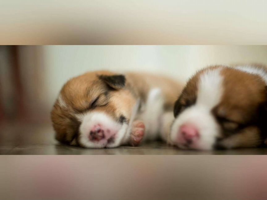 Щенки от пекинеса