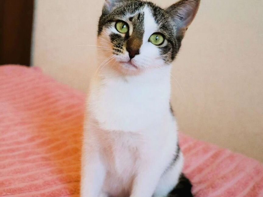 Котенок в добрые руки, бесплатно