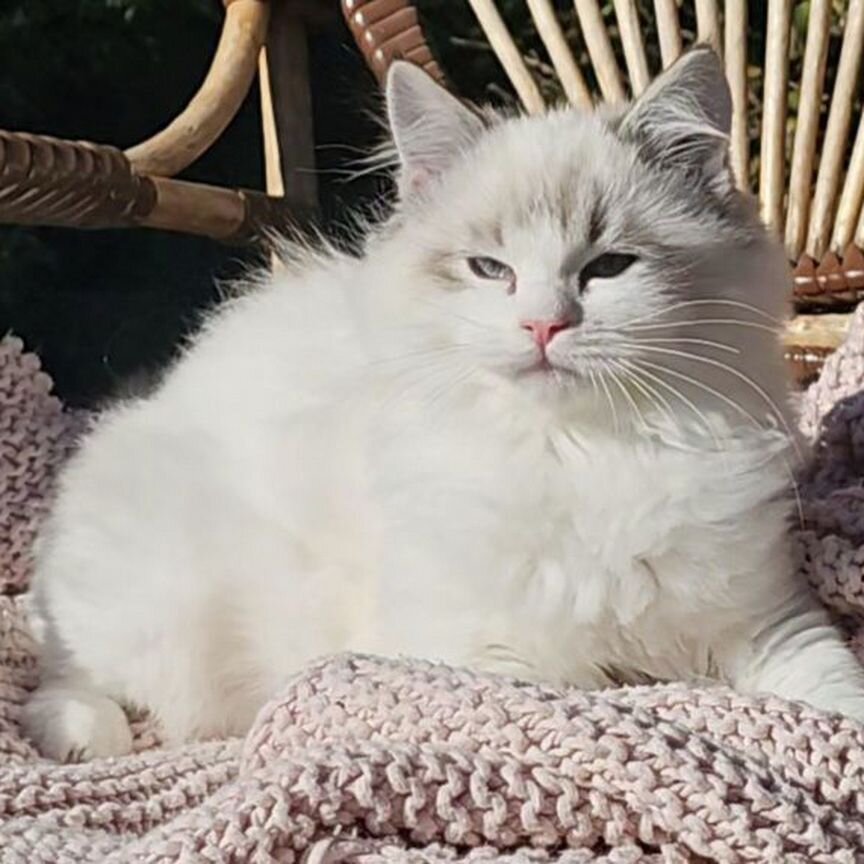 Девочка рэгдолл