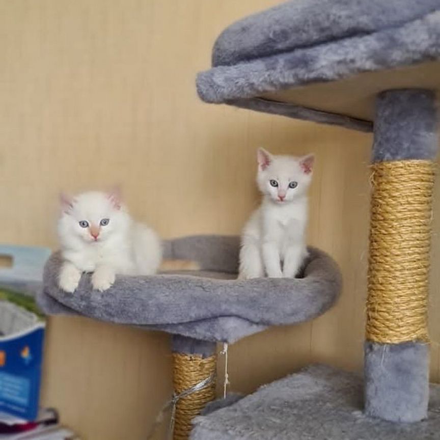 Котята Беляш и Пельмень