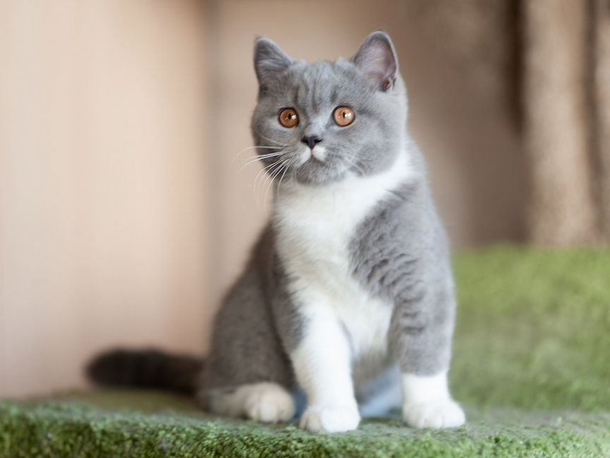 Британский котёнок