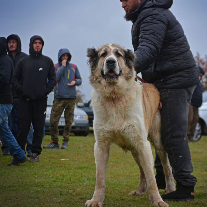 Щенки кавказского волкодава