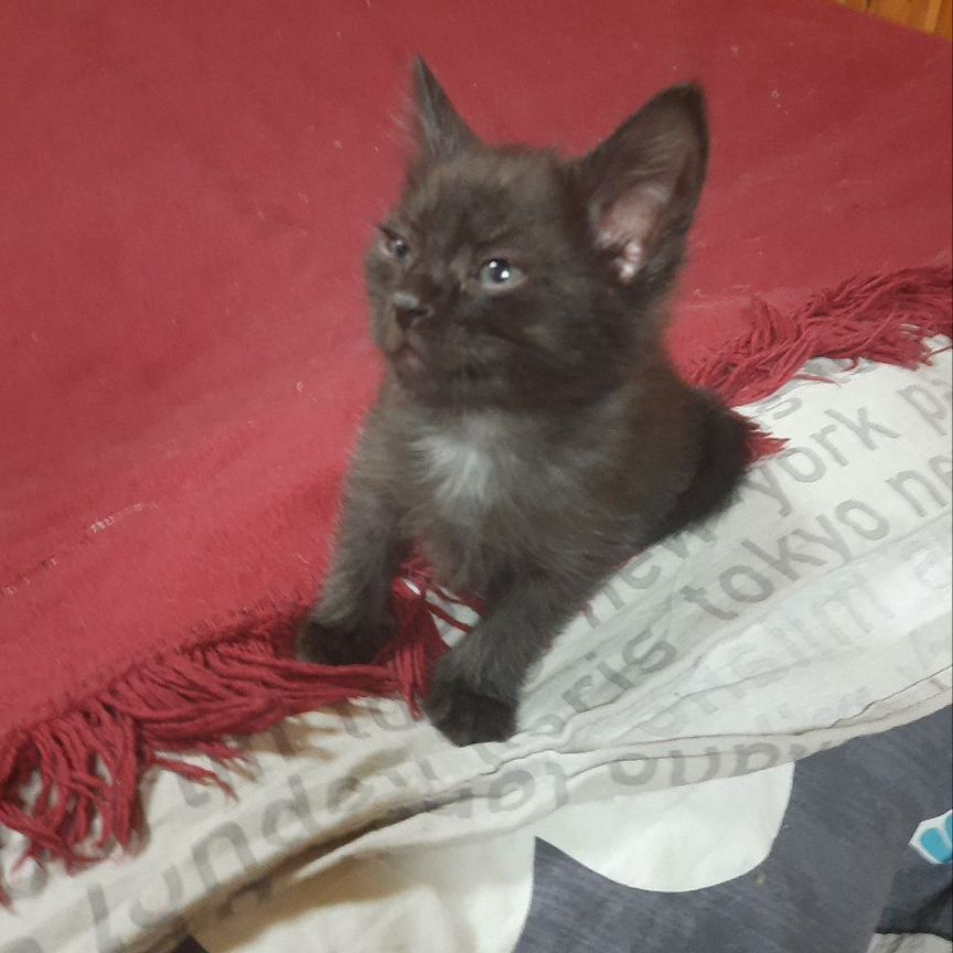 Котята в добрые руки бесплатно