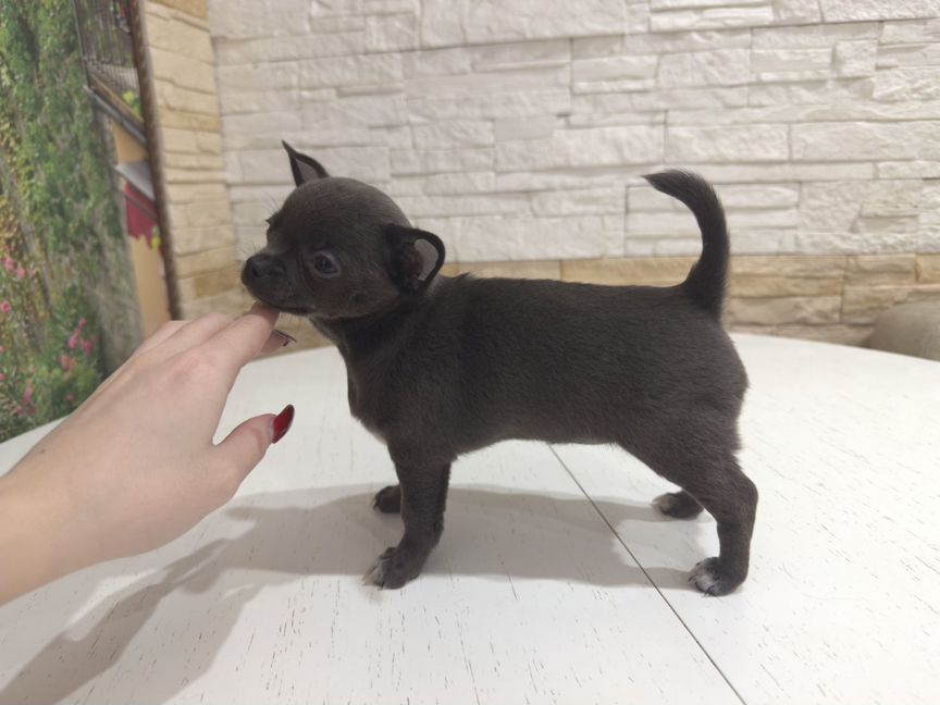 Чихуахуа мини девочка голубая