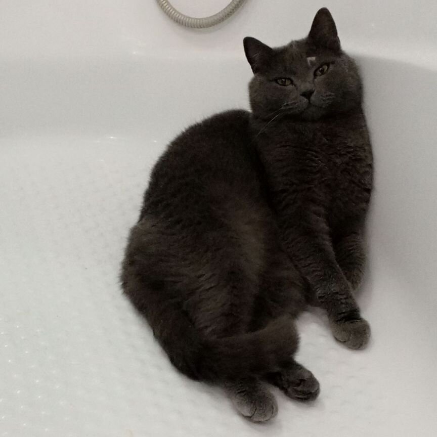 Британский короткошёрстный, взрослый кот