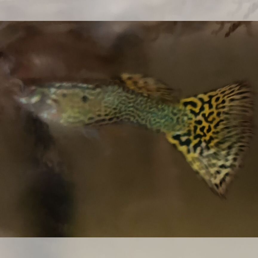 Рыба гуппи кобра