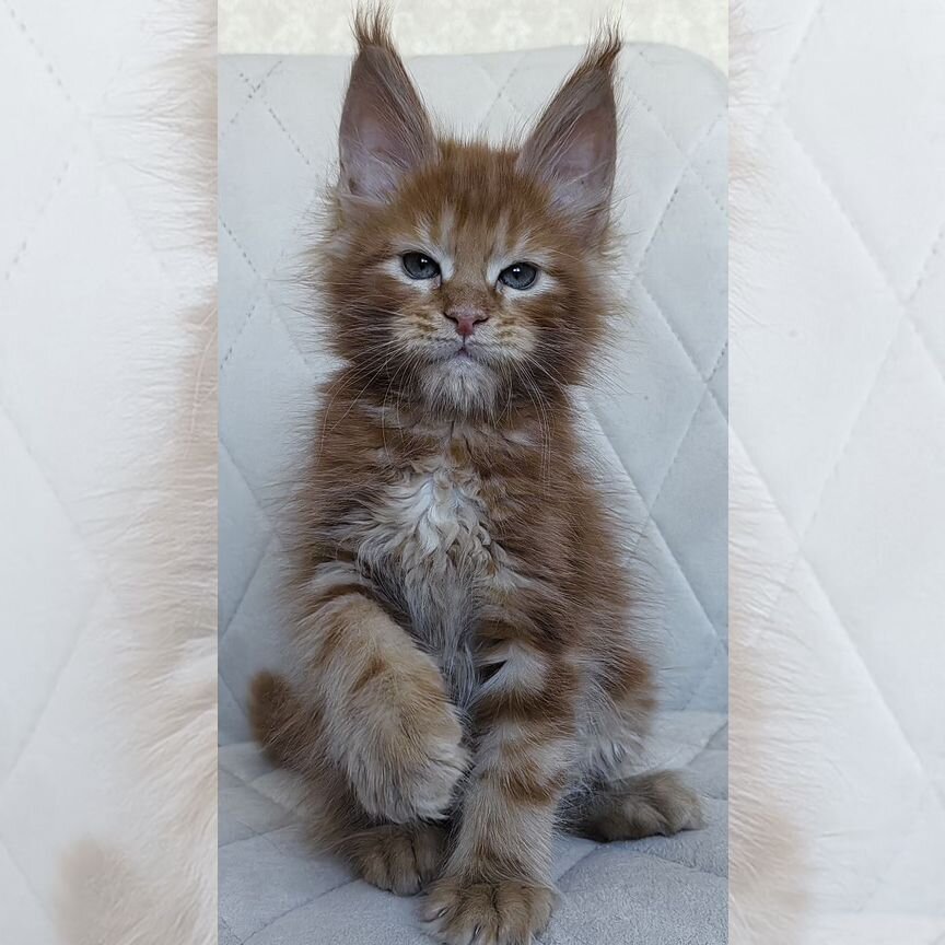 Мейн-кун котёнок
