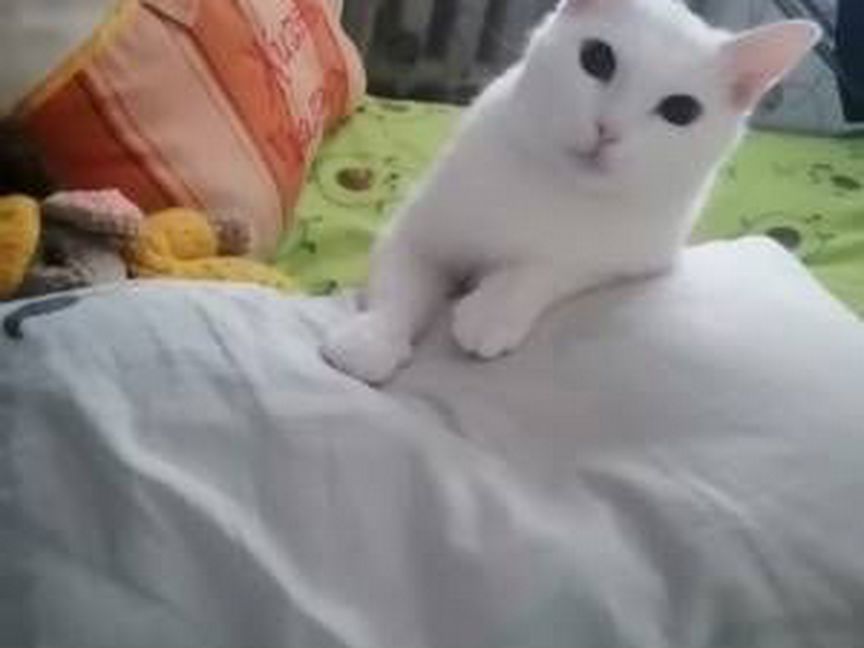 Отдам В хорошие руки кошечку