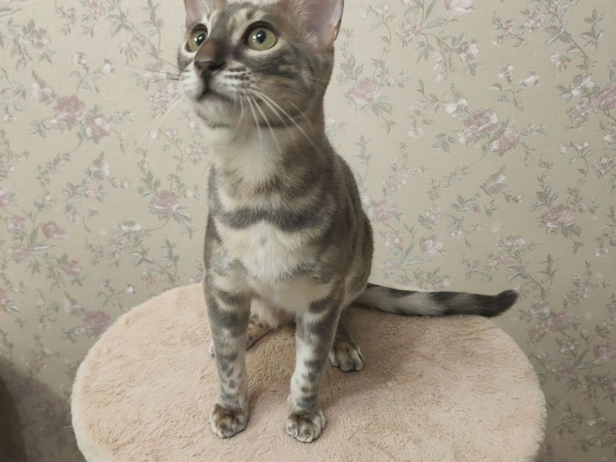 Бенгальские котята