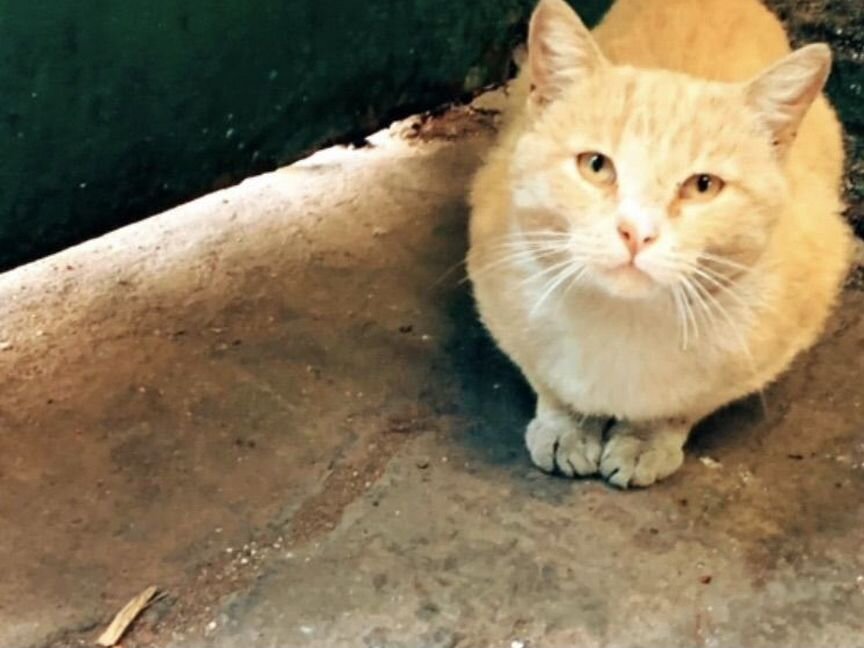 Кот в добрые руки