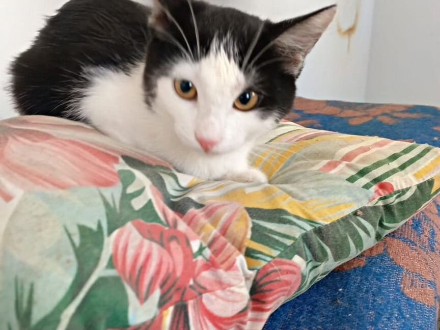 Кошечка Луня ждет любящее сердце