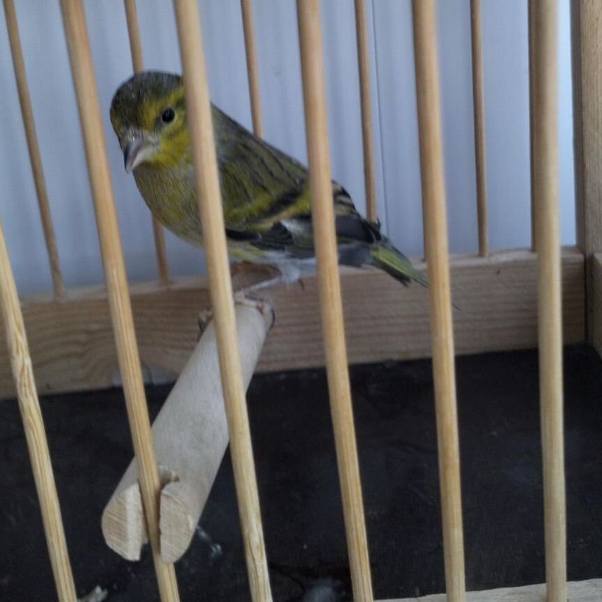 Гибрид чижа и канарейки