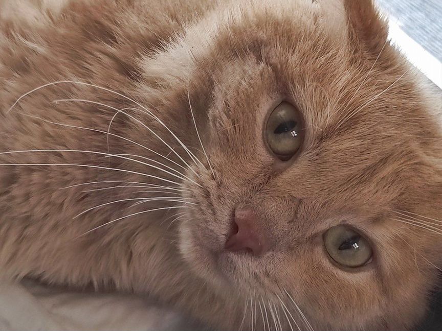 Рыжий котик ищет свою семью