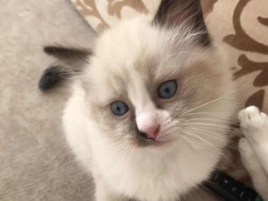Котик регдолл