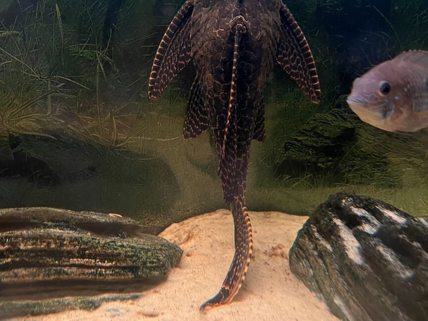 Сом птеригоплихт 30 см