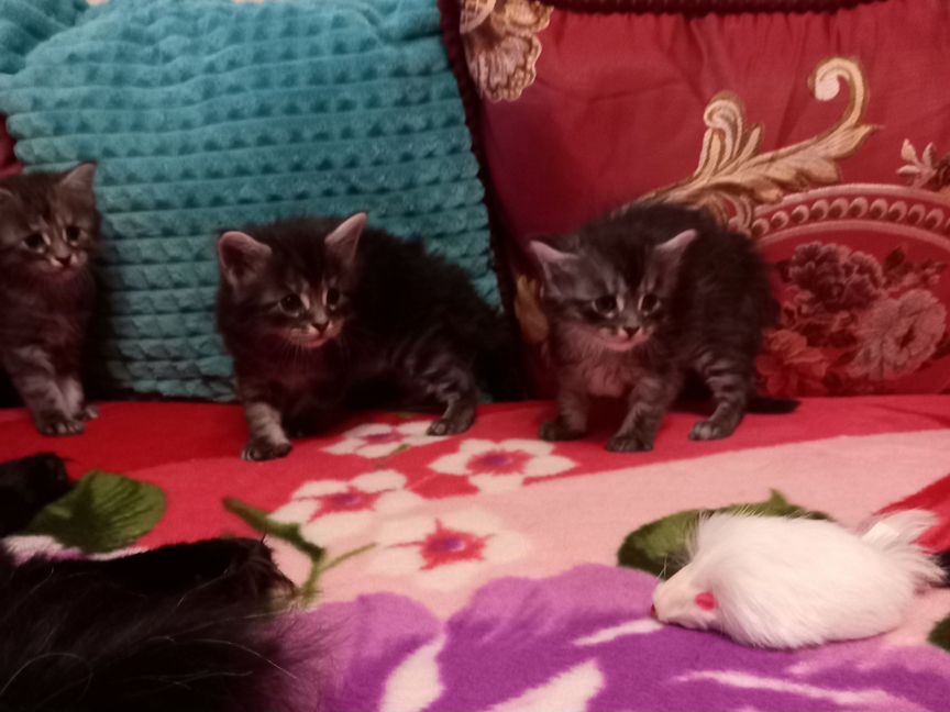 Котята мейн -кун