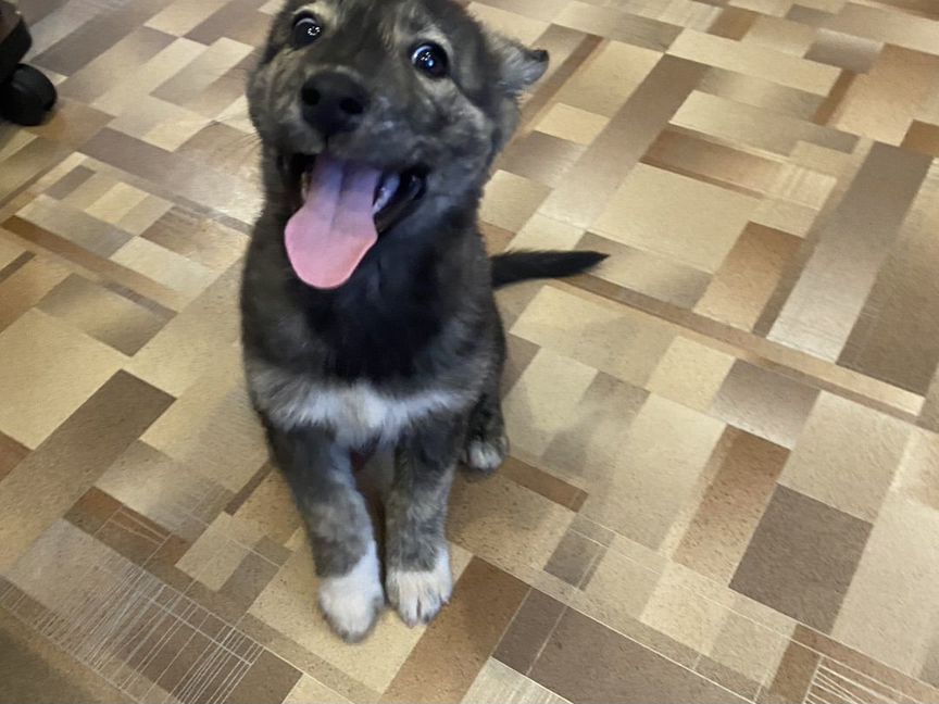 Щенок в добрые руки