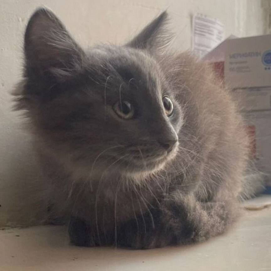 Котёнок девочка