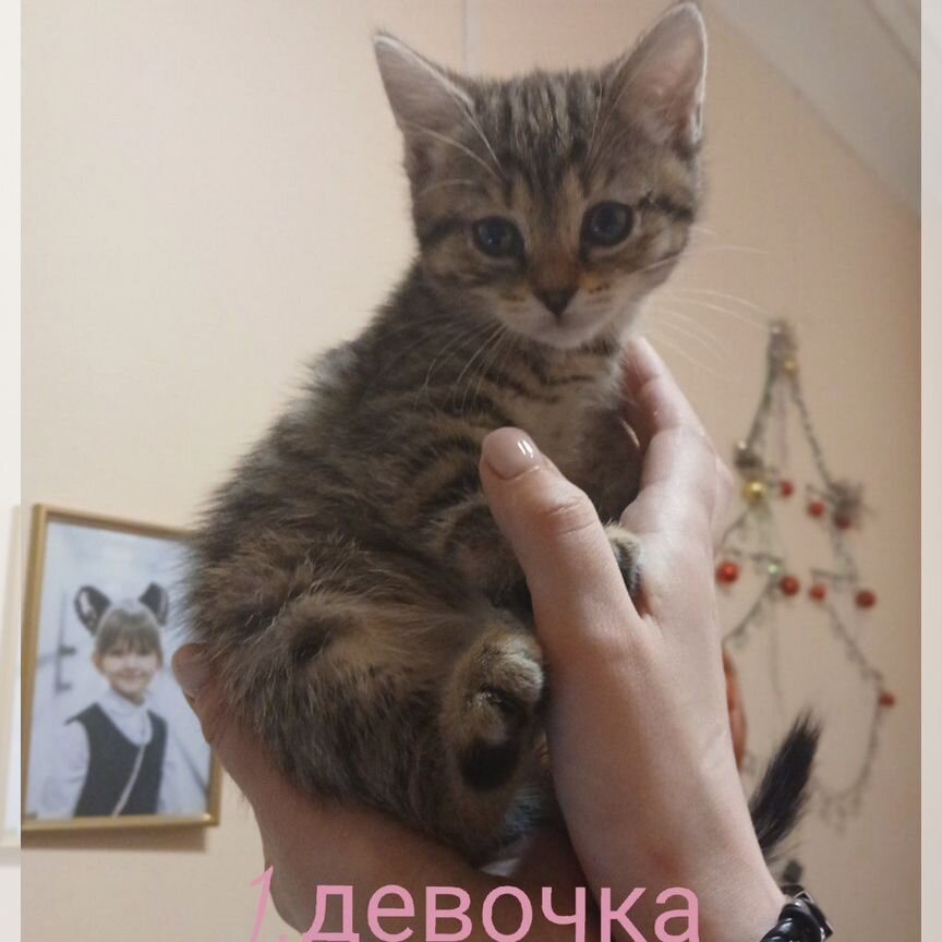 Русский голубой котёнок
