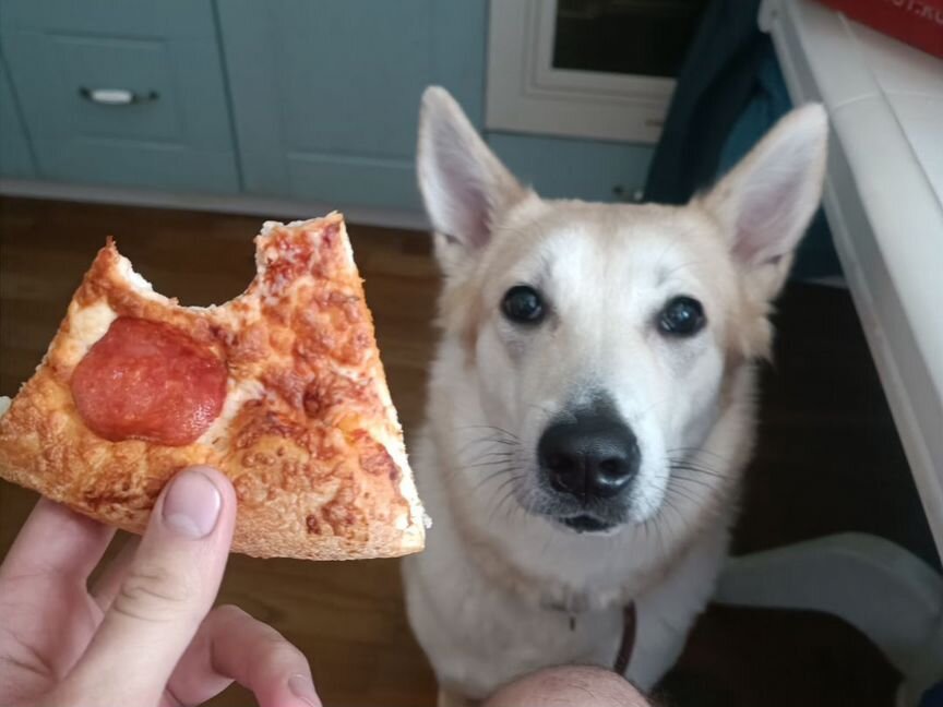 Отдам собаку в добрые руки