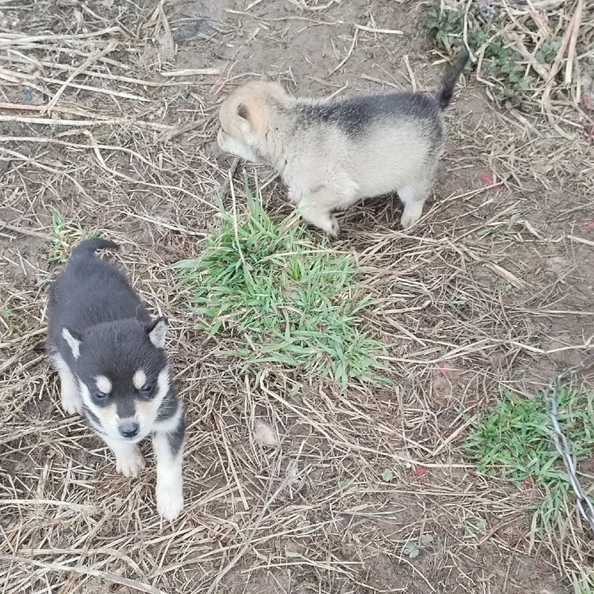 Сибирский хаски, щенок