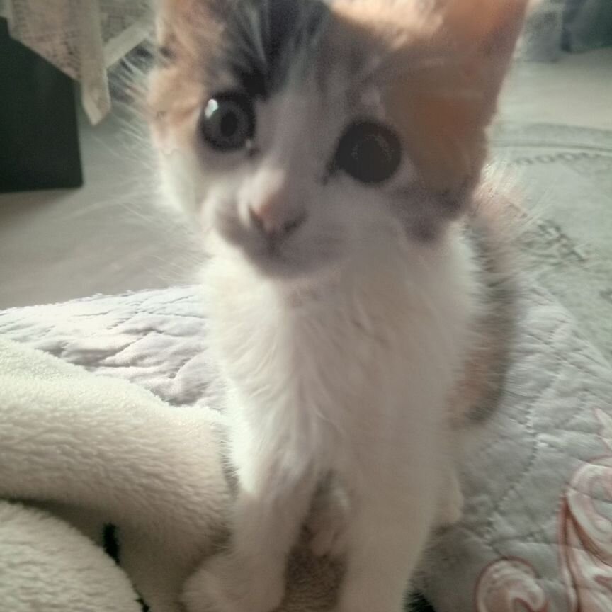 Кошка