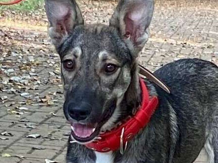 Стерилизованная девочка, 6 мес., в добрые руки