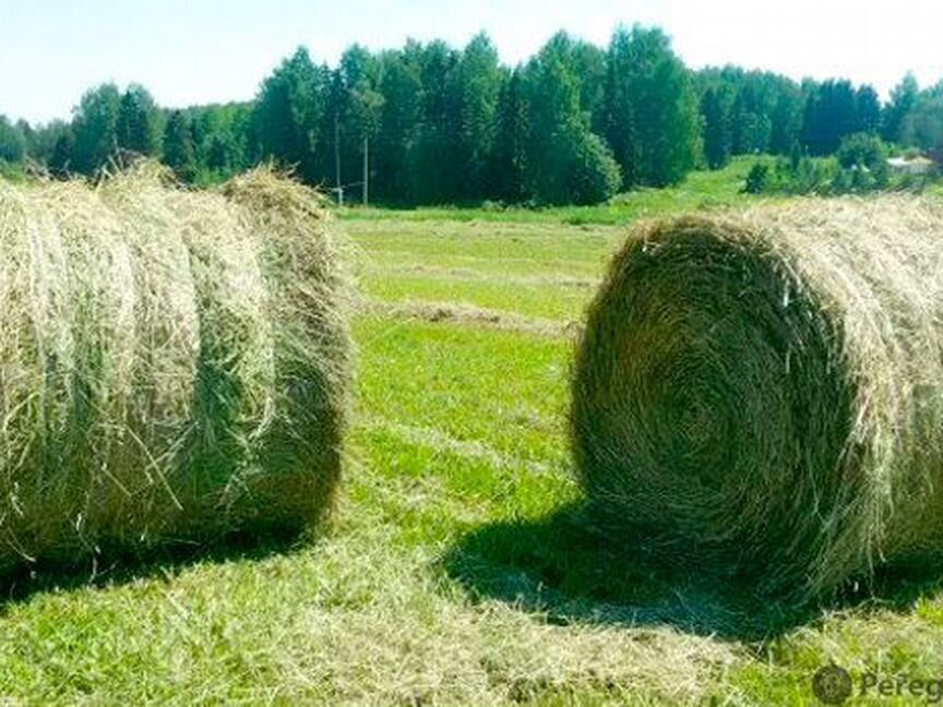 Продам сено в рулонах