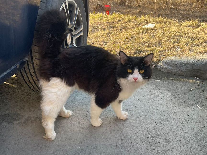 Бобтейл кошка потеряшка