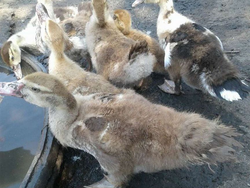 Молодые мускусные индоутки и индоутята